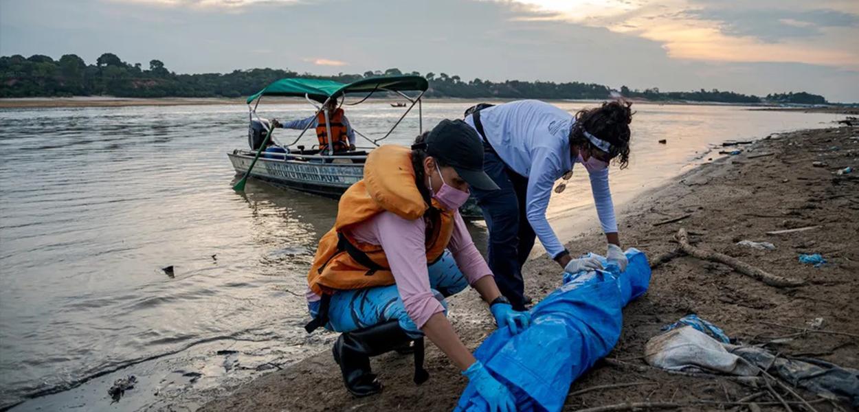 Seca na Amazônia: 110 botos são achados mortos no Lago Tefé, mostra ...