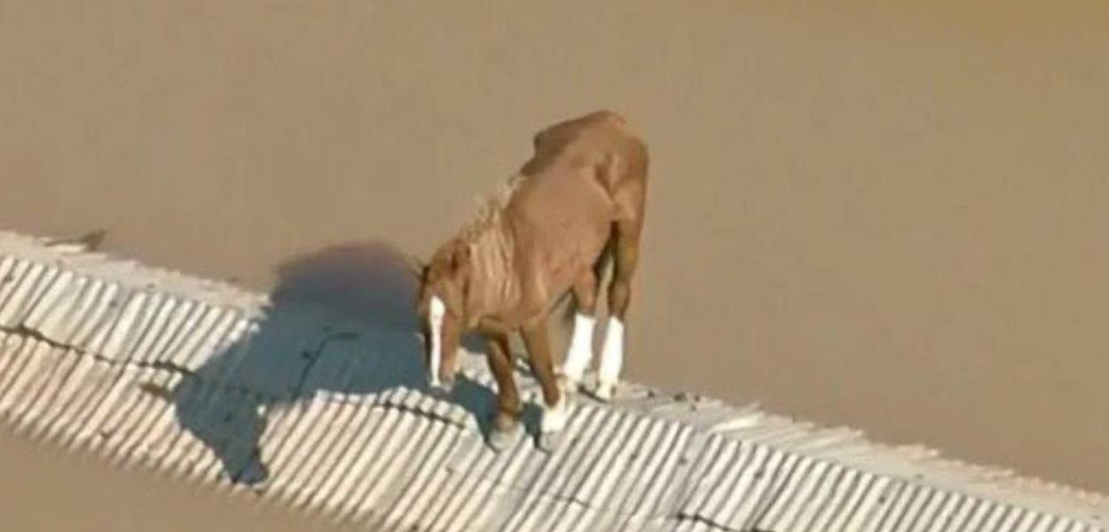 O cavalo Caramelo | Brasil 247