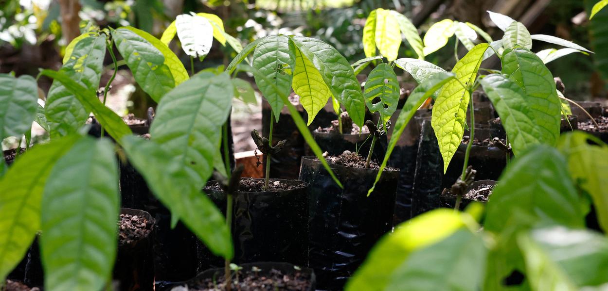 Estudo da Embrapa e Federal do Ceará aponta árvores mais resilientes ...
